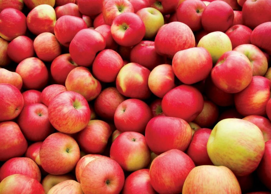 You Pick Farms & Orchards Archives - Tourism Windsor Essex Pelee Island