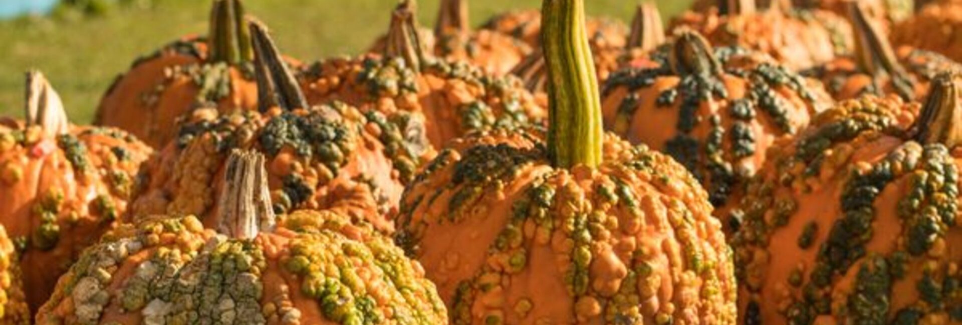 Events Archive - Tourism Windsor Essex Pelee Island